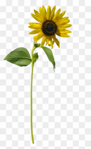 Sunflower Single Png - Single Sunflower Flower Png - Free Transparent ...