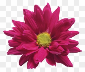 Red Mum Flower Clip Art - My First Book Of French Words - Free ...