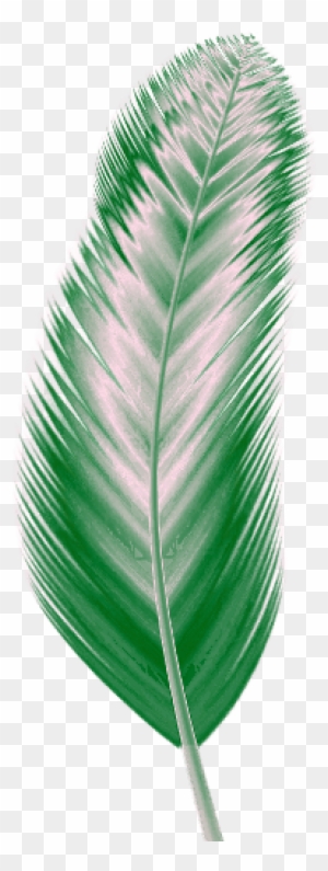 Feather Clip Art, Transparent PNG Clipart Images Free Download , Page 2 ...