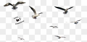 Flying Bird Gif Transparent - Birds Cut Out Png - Free Transparent PNG ...