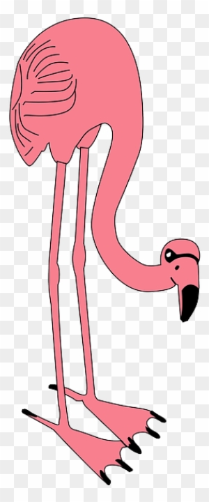 Flamingo Clipart, Transparent PNG Clipart Images Free Download - ClipartMax