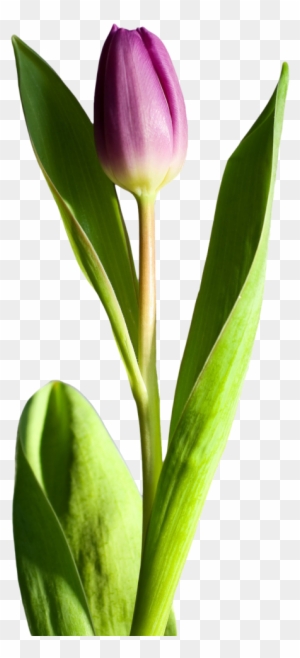 Tulip Flower Clipart, Transparent PNG Clipart Images Free Download ...