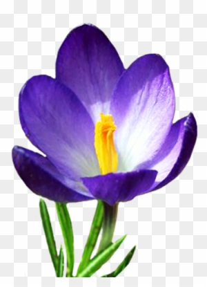 Spring Flower Backgrounds Clipart, Transparent PNG Clipart Images Free ...