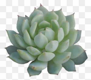 Gallery Of Little Transparent Succulent For Ya Blog - Succulent Png ...