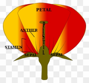 Parts Of A Flower Clipart, Transparent PNG Clipart Images Free Download ...