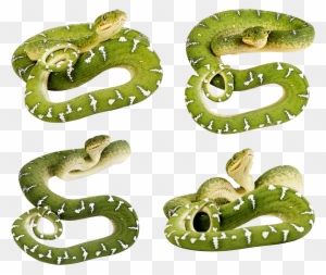 Green Snake Clipart, Transparent PNG Clipart Images Free Download ...