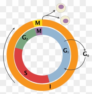 Cell Cycle Png - Free Transparent PNG Clipart Images Download