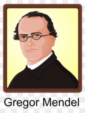 Mendel's Peas - Gregor Mendel And Pea Plants - Free Transparent PNG ...