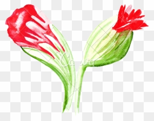 Hand Drawing Of Watercolor Red Bud - Drawing - Free Transparent PNG ...