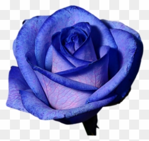 Blue Rose Clipart, Transparent PNG Clipart Images Free Download , Page ...