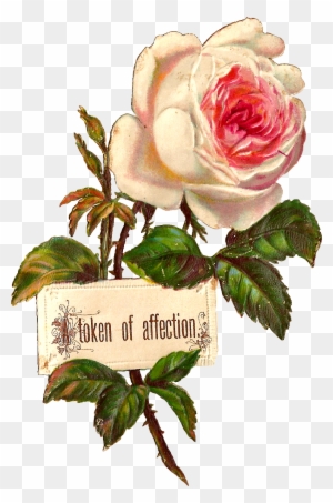Antique Images Printable White Rose Label Design Blank - Rose Png ...