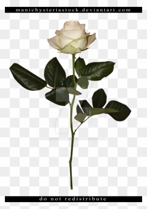 Dark Red Long Stem Rose - Transparent Png Images Roses - Free ...