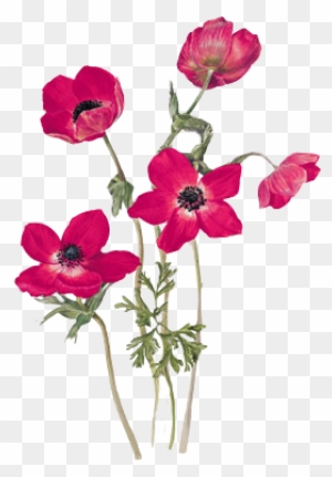 Flower Layouts - Poppy Anemone Drawing - Free Transparent PNG Clipart ...