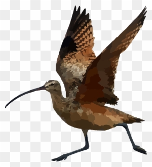 Fly, Running, Run, Wings, Curlew, Long, Animal - Wings On An Animal ...