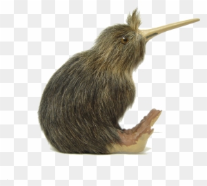 Kiwi Bird Clipart, Transparent PNG Clipart Images Free Download ...