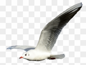 Seagull Clipart Png - Seagull With No Background - Free Transparent PNG ...