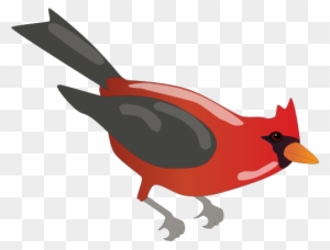 Louis Cardinals Northern Cardinal Drawing Clip Art - Cardinal Drawing ...