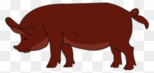 Duroc Pig Cartoon - Duroc Pig Drawing - Full Size PNG Clipart Images ...