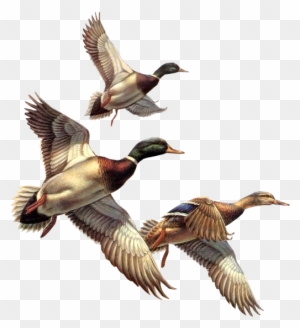 Birds,wild Animals,birds,living World - Wild Duck Clip Art - Free ...