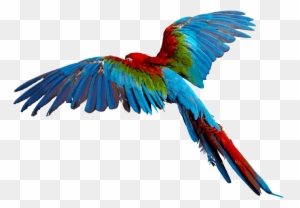 Macaw Download Png - Parrot Transparent Background - Free Transparent ...