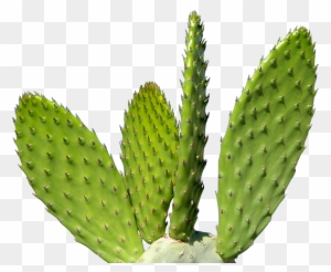 Download Free High Quality Cactus Png Transparent Images - Cactus ...