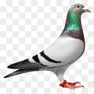Download Png Image Report - Racing Pigeon Png Logo - Free Transparent ...