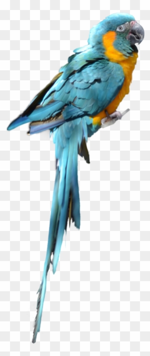 Download Parrot Png Transparent Images Transparent - Blue Parrot Bird ...