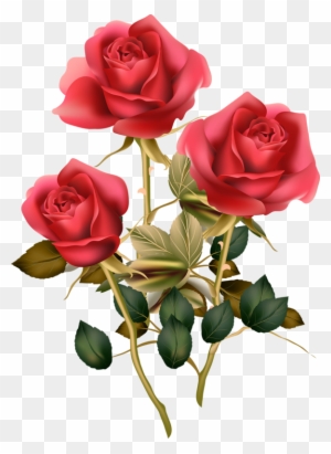 Roses, Miniature, Flowers, Romantic - Flower Roses - Free Transparent ...