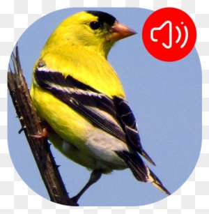 American Goldfinch Bird Sounds - American Goldfinch - Free Transparent ...