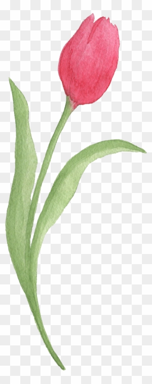 Watercolor Tulips - Watercolor Painting - Free Transparent PNG Clipart ...