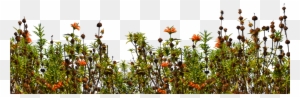 Wild Flower Ground Cover Stock Photo 0083 Png 0083 - Wild Flower Ground ...