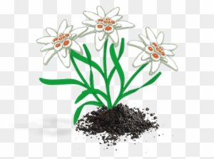 Edelweiss - Edelweiss - Free Transparent PNG Clipart Images Download