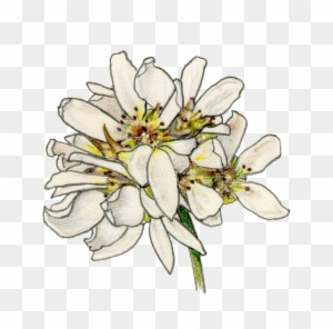 Saskatoon Flower - Saskatoon - Free Transparent PNG Clipart Images Download