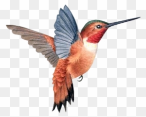 Bd-56 - Ruby-throated Hummingbird - Free Transparent PNG Clipart Images ...