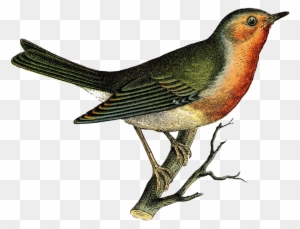 Bane Clipart - - Vintage Bird Illustration - Free Transparent PNG ...