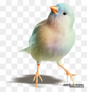 Beautiful Birds Png - White Bird Canary Png - Free Transparent PNG ...