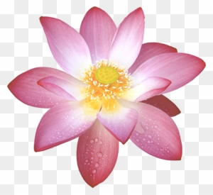 Buddhist Center Sgi Usa South Orange County Nam Myoho - Sacred Lotus ...