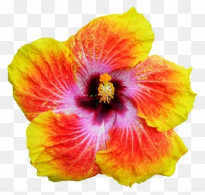 Bye - Tropical Flowers - Free Transparent PNG Clipart Images Download