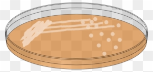 Petri Dish Clipart - Petri Dish No Background - Free Transparent PNG ...