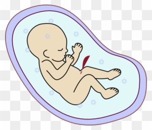 Embryo Clip Art, Transparent PNG Clipart Images Free Download - ClipartMax