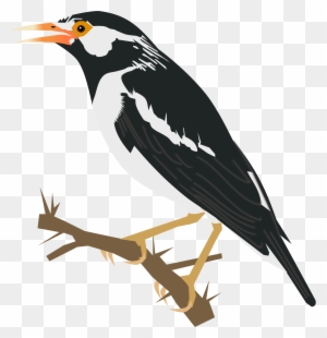 Bird Clipart Koyal - Scalable Vector Graphics - Full Size PNG Clipart ...