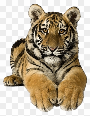 Tiger - Png Clipart Tiger Hd - Free Transparent PNG Clipart Images Download