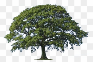 Oak Tree With Roots Clipart