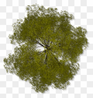 Tree Plan, Transparent PNG Clipart Images Free Download - ClipartMax