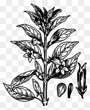 Seed Clipart Small Plant - Plant Clip Art Png - Free Transparent PNG ...