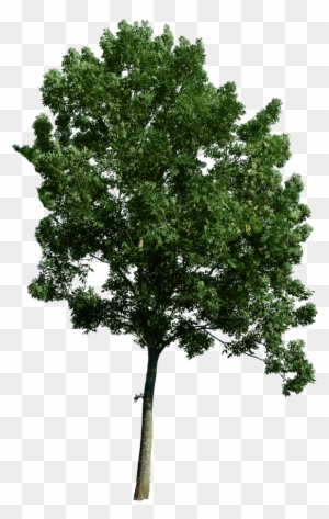 Tree Corner Image - Photoshop Tree Png - Free Transparent PNG Clipart ...