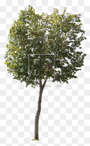 Cutout Palm Tree Immediate Entourage - Palm Tree Cutout - Free ...