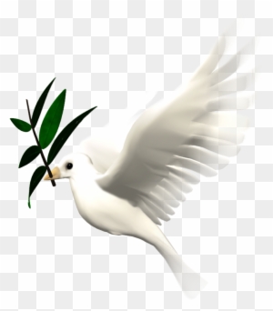 Bird Animation Giphy Clip Art - Duif Gif - Free Transparent PNG Clipart ...