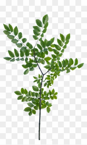 Tree Textures Png - Tree Png Transparent - Free Transparent PNG Clipart ...