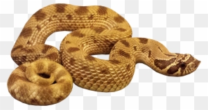 Anaconda On Twitter - Anaconda Python - Free Transparent PNG Clipart ...